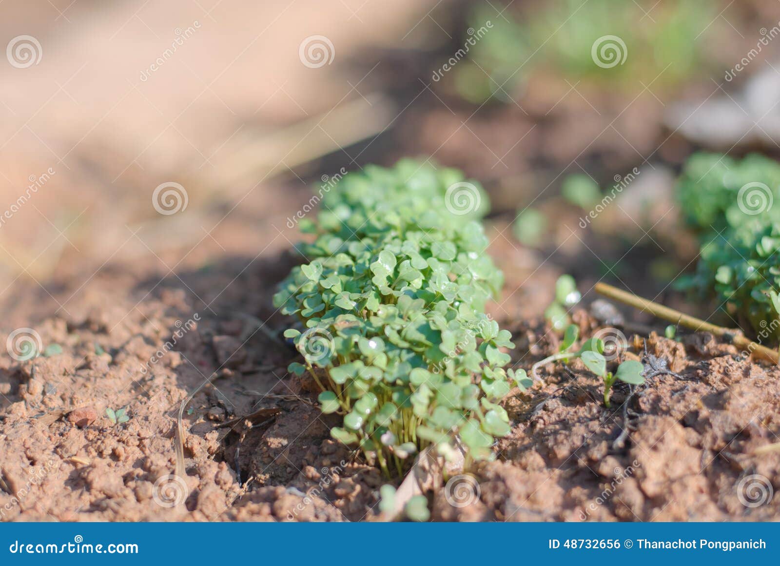 New Sprout stock photo. Image of organic, earth, dirt - 48732656