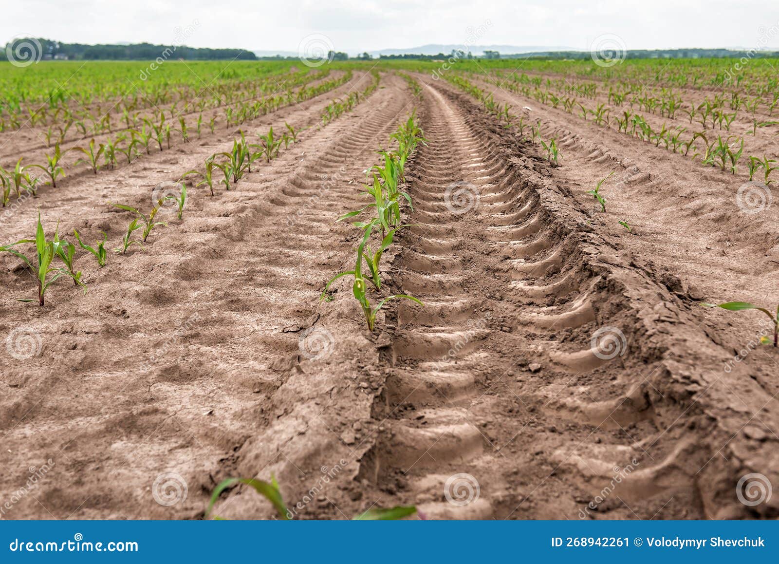 Sprouted Corn Kernels With A Root System.Young Green Shoots On A ...