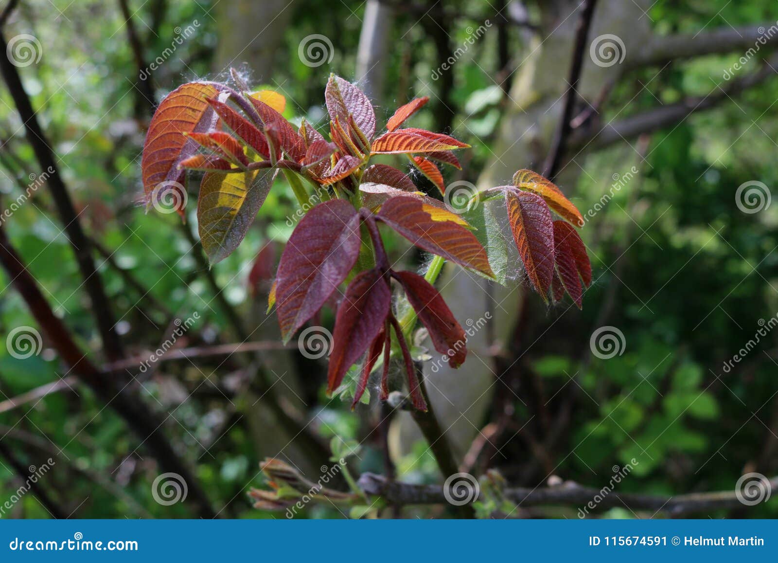 New Sprouting Leaves of a Walnut Stock Image - Image of hling ...