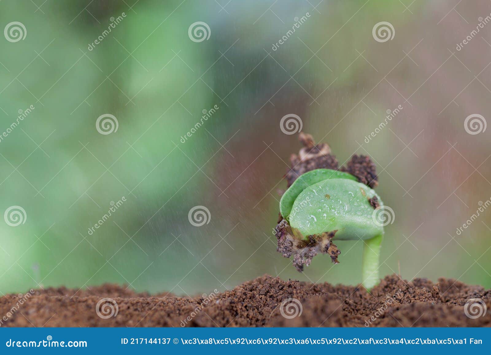 New Sprouts Emerging from the Soil in the Beginning of Spring Stock ...