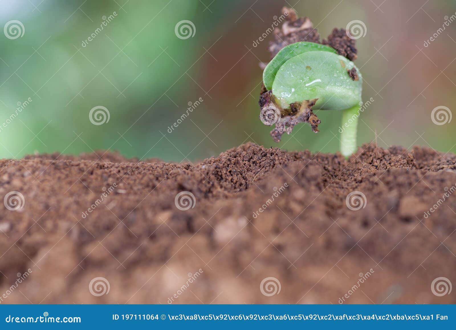 New Sprouts Emerging from the Soil in the Beginning of Spring Stock ...