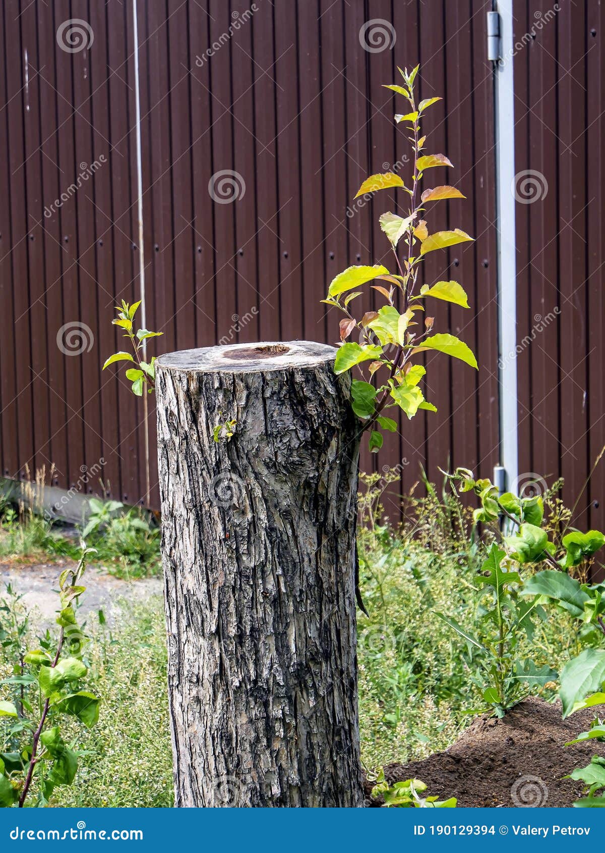 New Sprouts on the Stump of a Cut Apple Tree Stock Photo - Image of ...