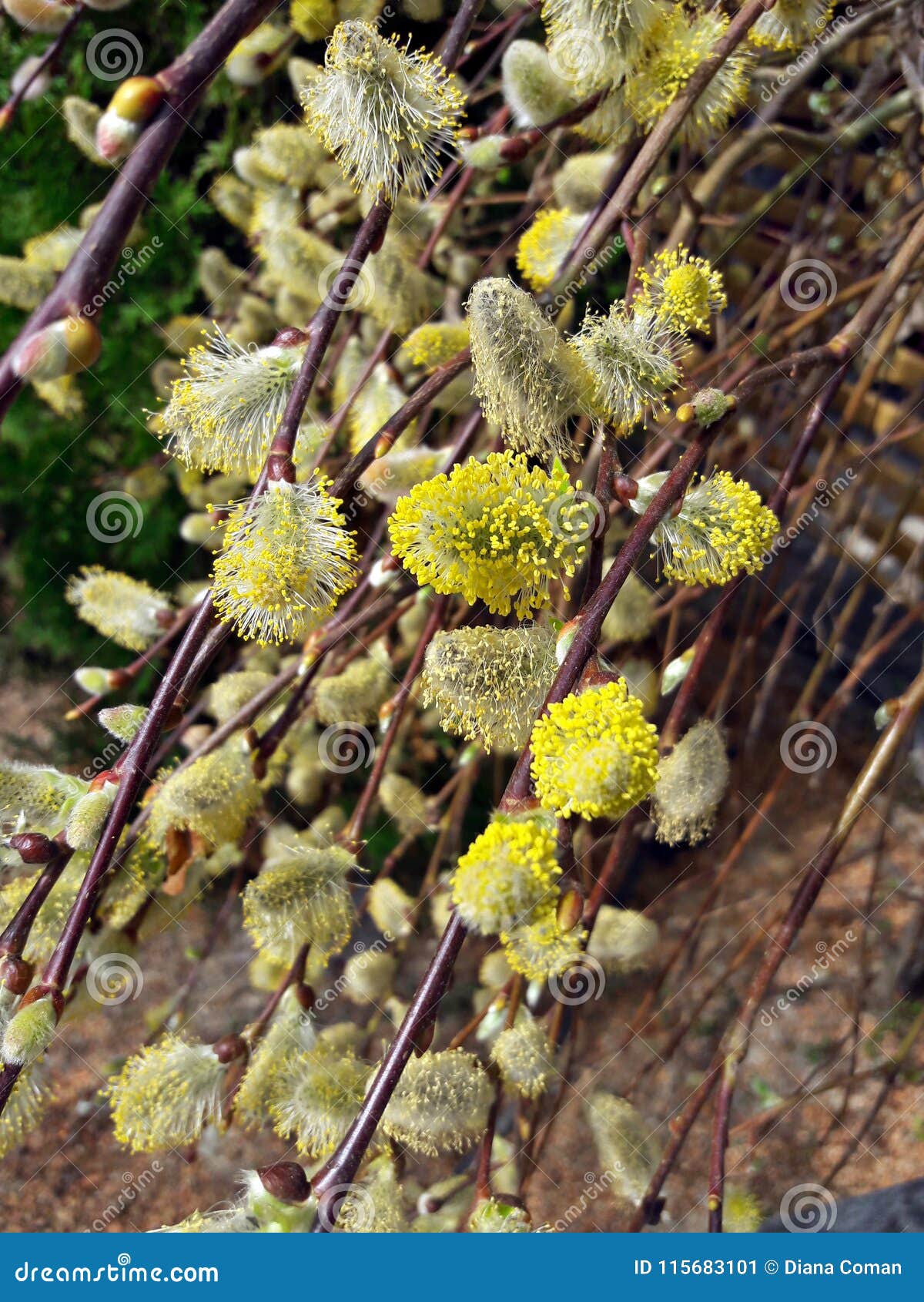 Spring sprouts stock image. Image of willow, beauty - 115683101