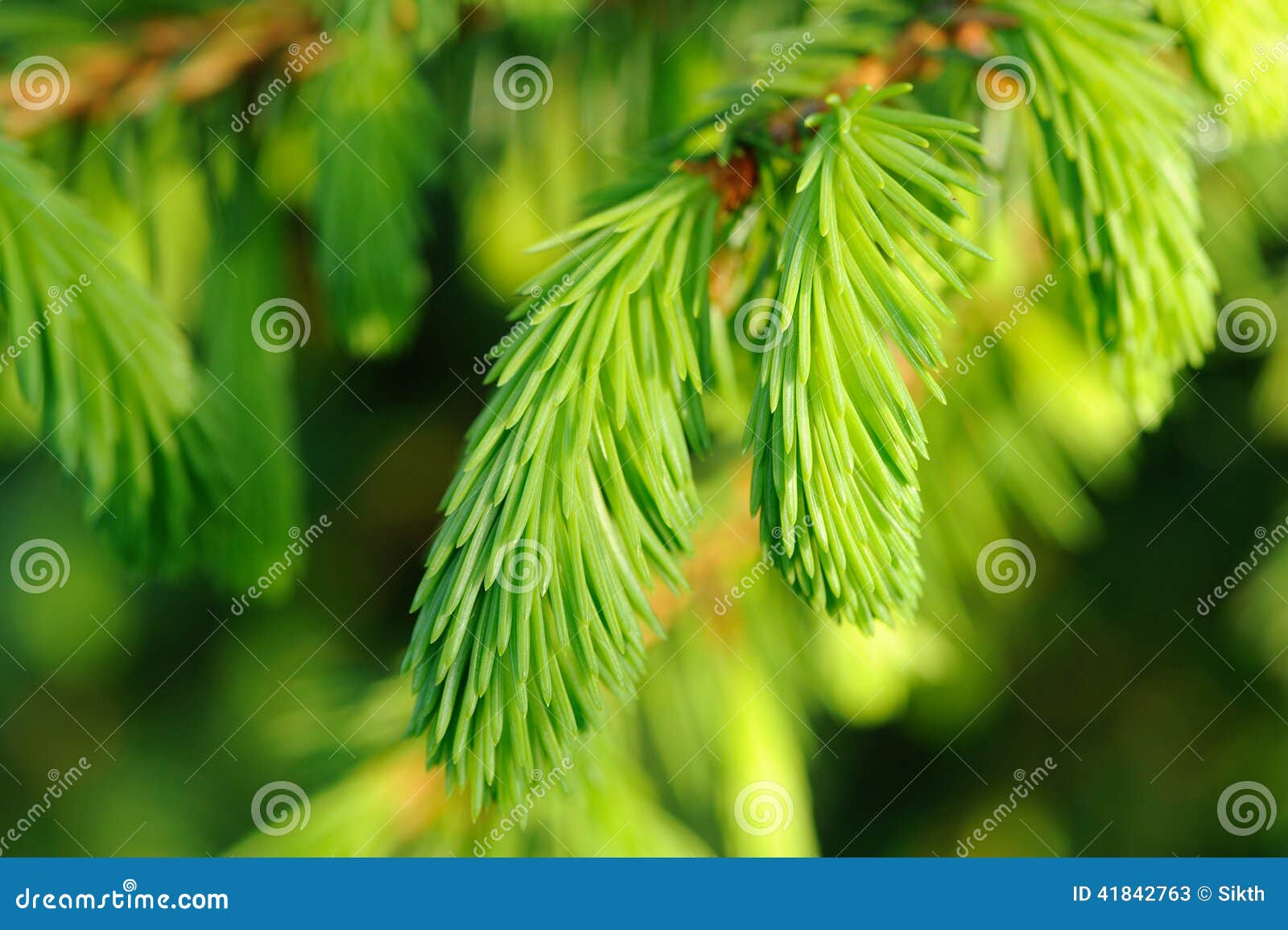 New Spruce Branches Close-Up Stock Image - Image of closeup, seasonal ...