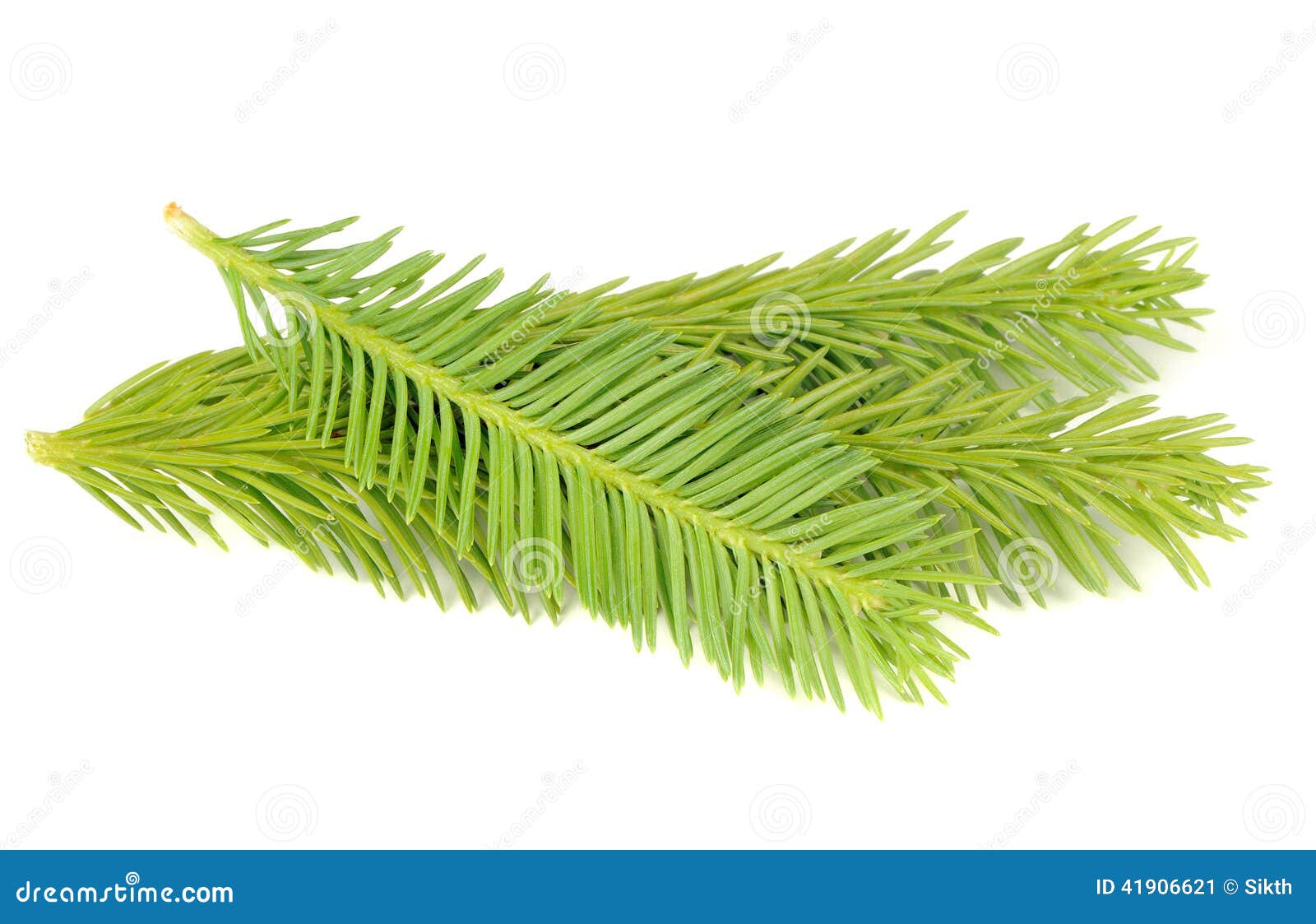 Spruce Branches Wood Texture Stock Photography | CartoonDealer.com ...