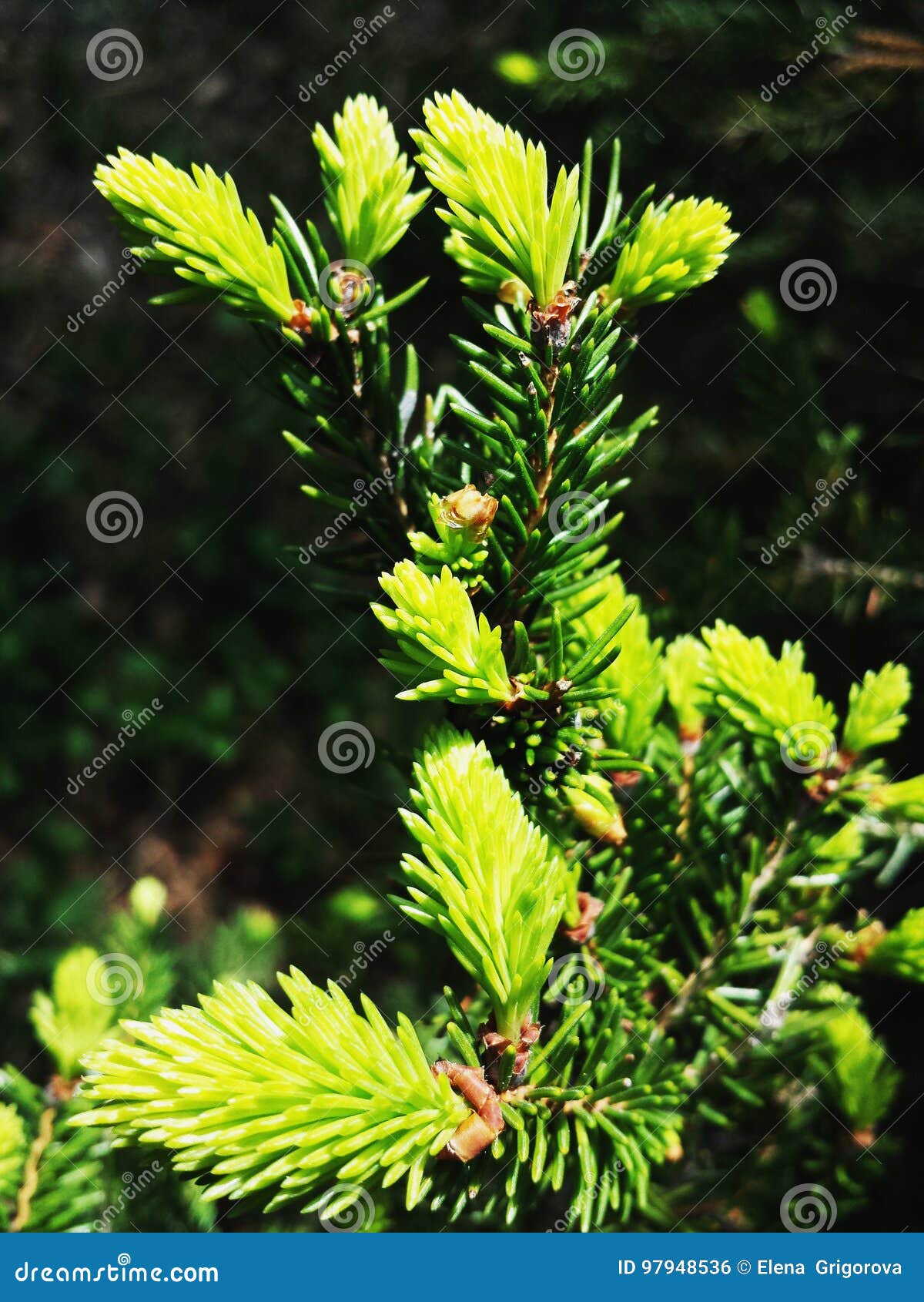 New Spruce Branches. Spruce Buds Stock Photo - Image of pine, holiday ...