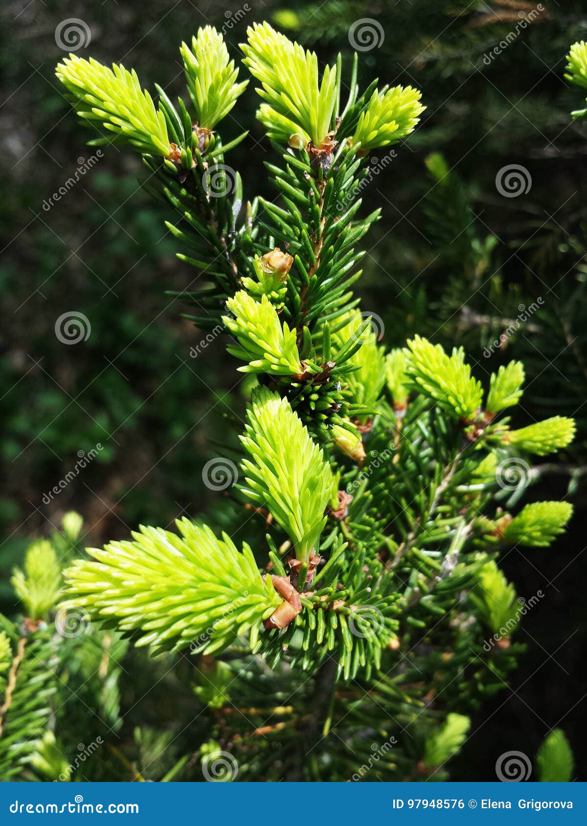 New Spruce Branches. Spruce Buds Stock Photo - Image of christmas ...
