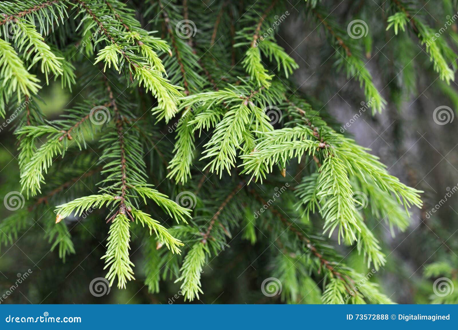 New spruce foliage stock photo. Image of leaf, outdoor - 73572888