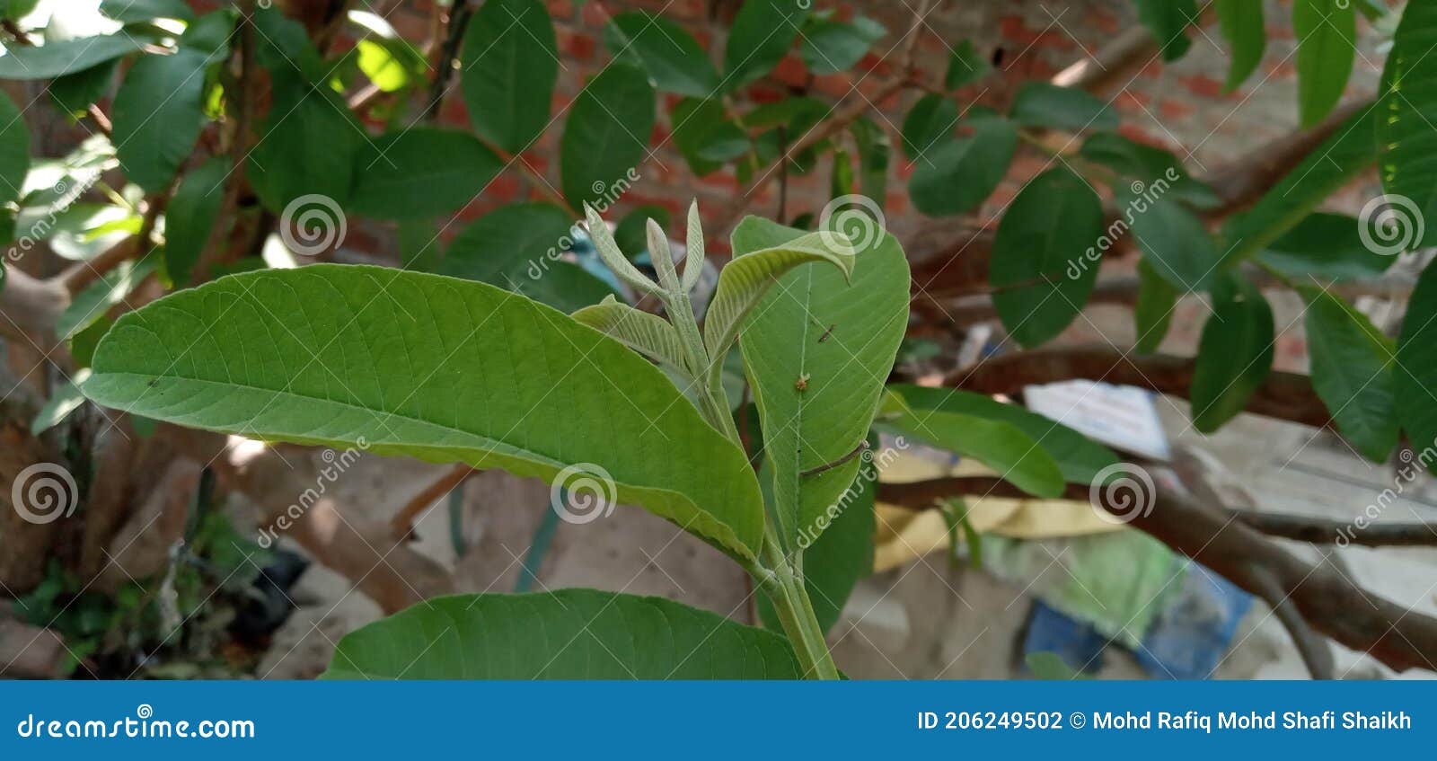 A New Stem Grows in the Guava Tree Selective Focus Stock Photo - Image ...