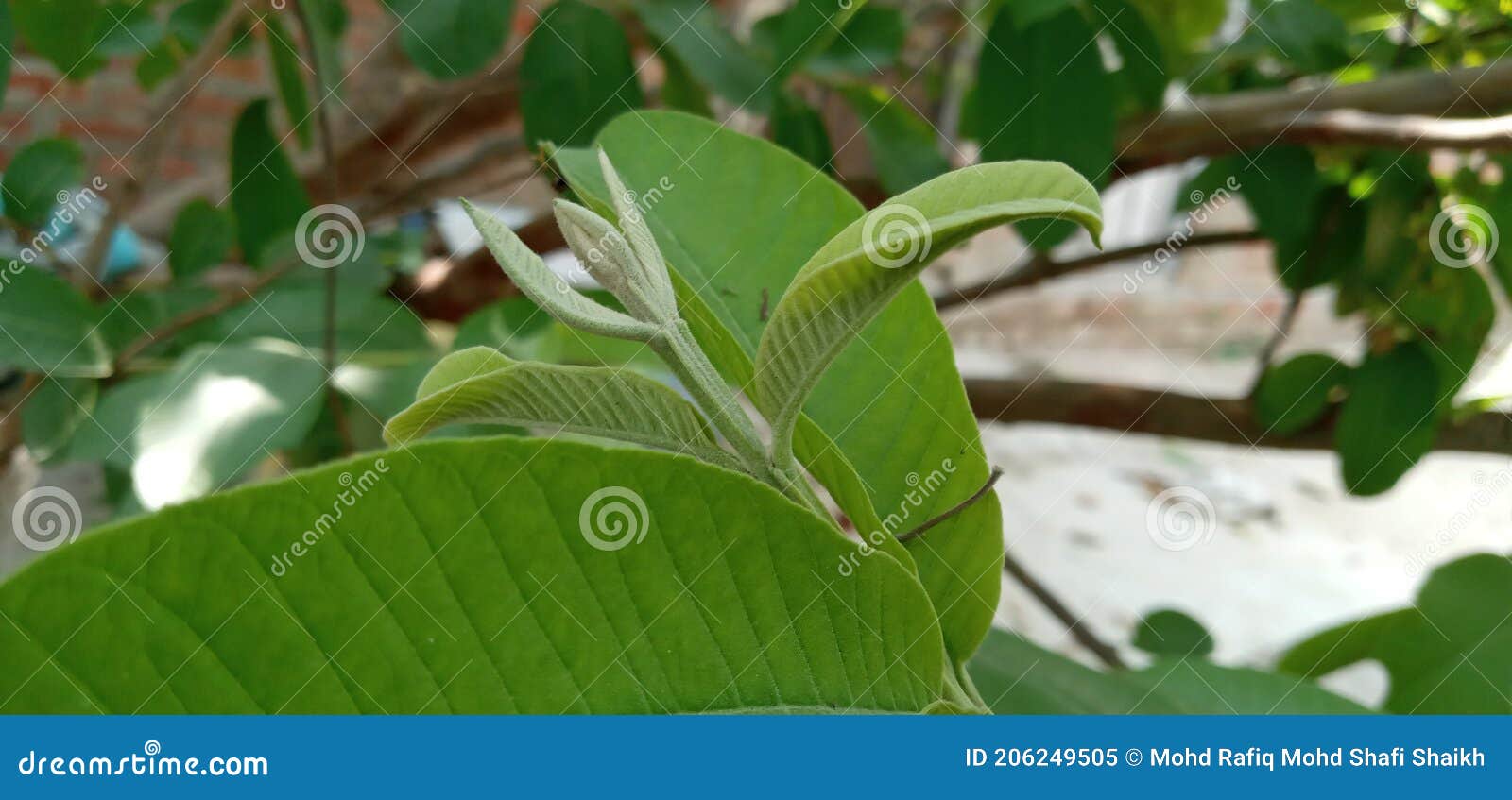 A New Stem Grows in the Guava Tree Selective Focus Stock Image - Image ...