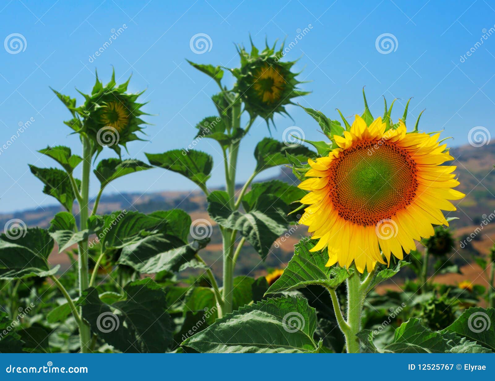 New sunflowers stock image. Image of nature, bloom, detail - 12525767