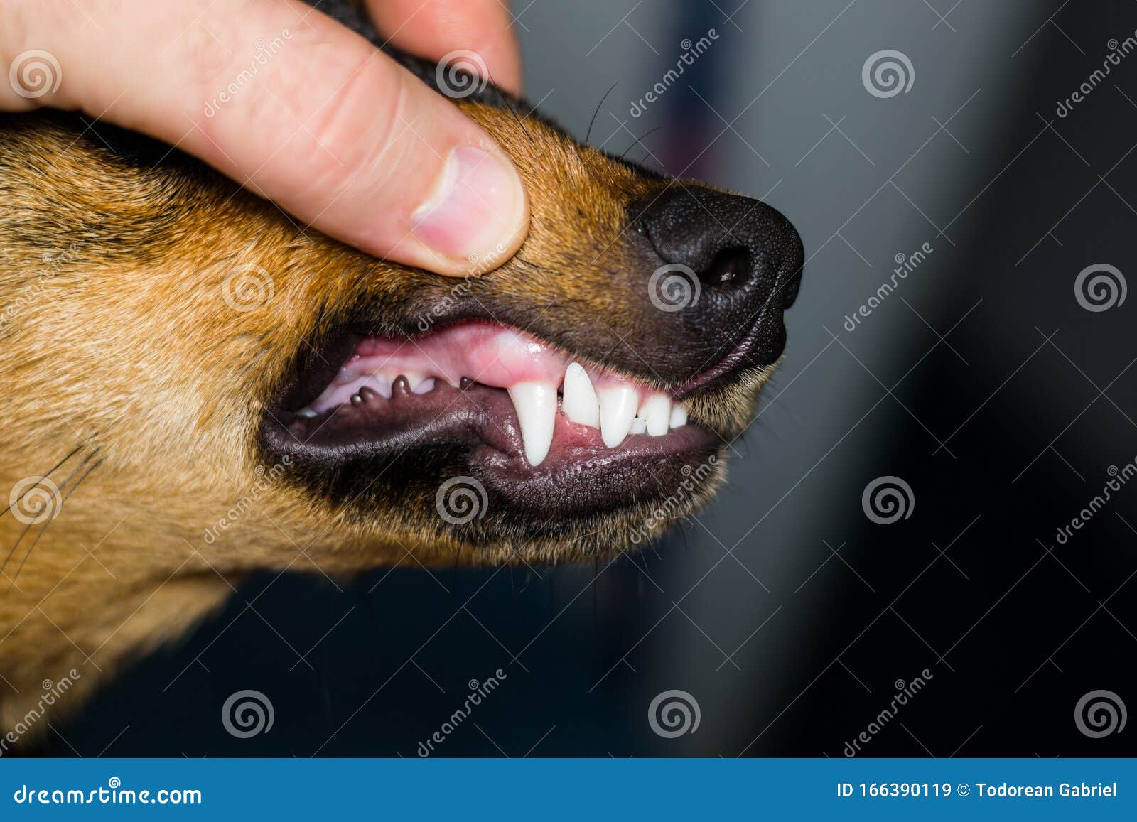 New Teeth in Dog at 6 Months Old Stock Image - Image of breed, teeth ...