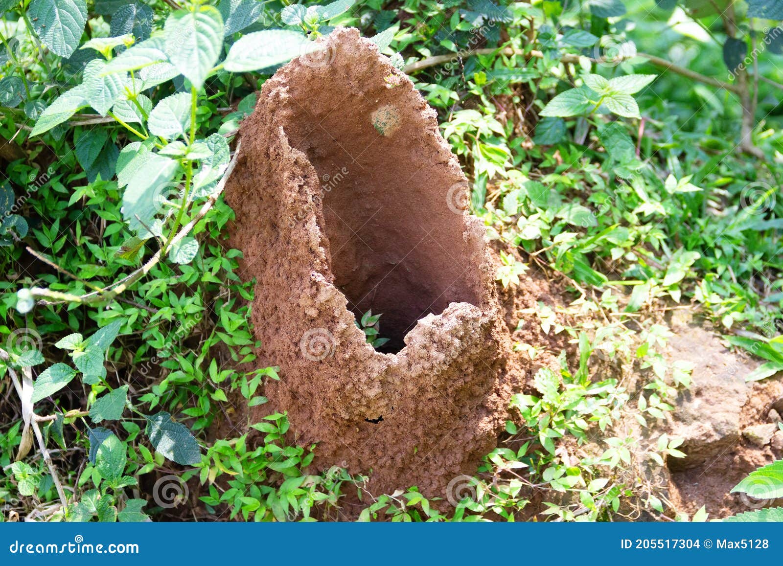 New termite house stock photo. Image of group, tropical - 205517304