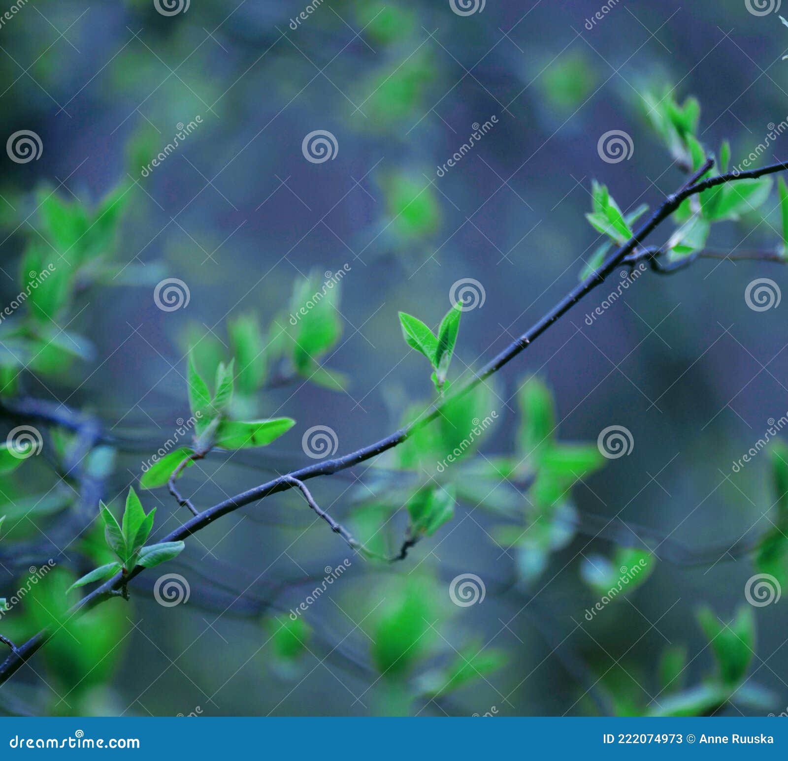 New Tiny Leafs in the Spring Stock Image - Image of green, twig: 222074973