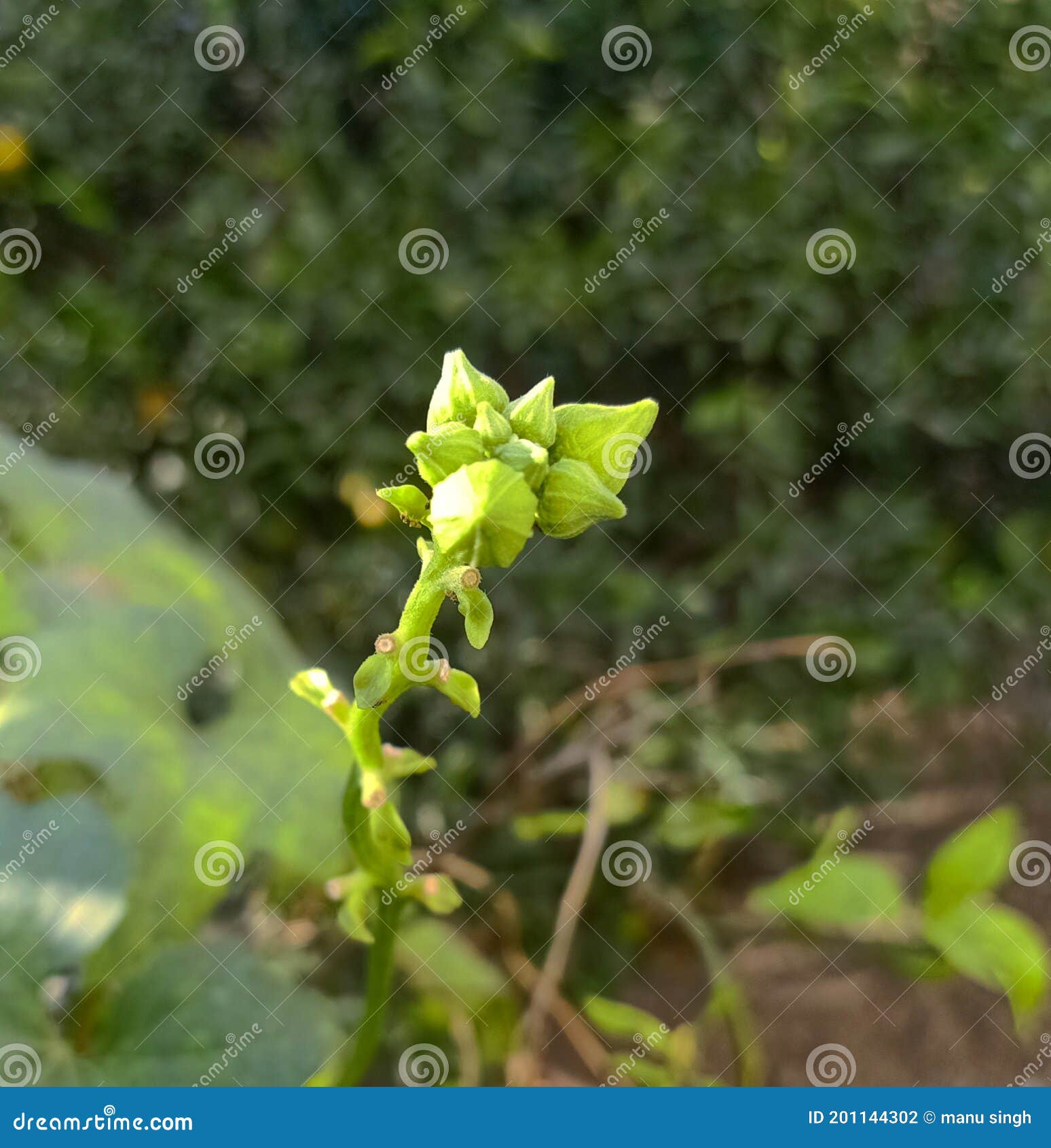 New tip growth of plant stock photo. Image of growth - 201144302