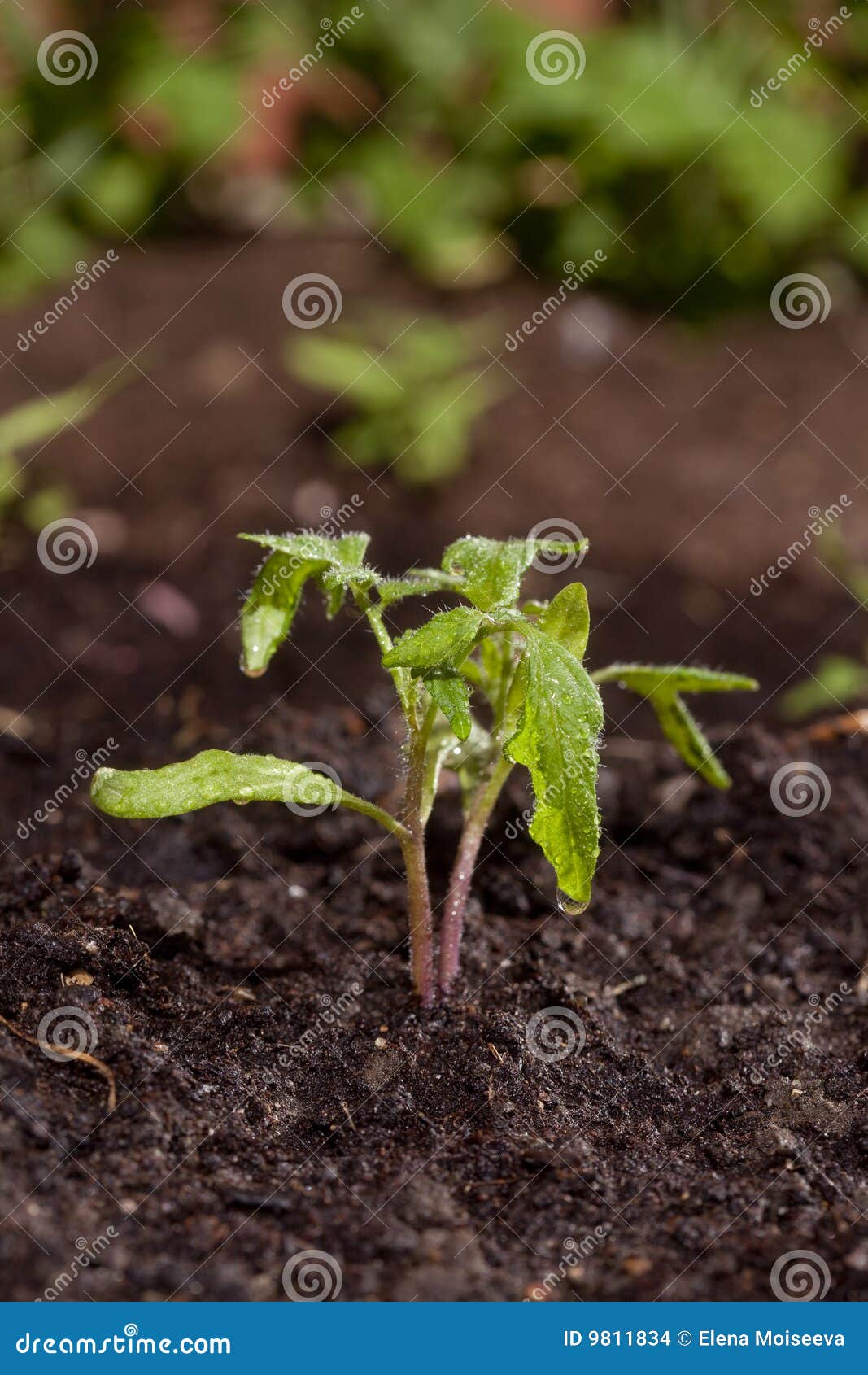 New tomato sprout in soil stock photo. Image of spring - 9811834