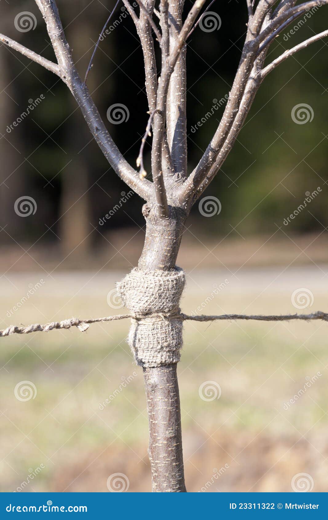 New tree stock photo. Image of planting, sunlight, gardening - 23311322