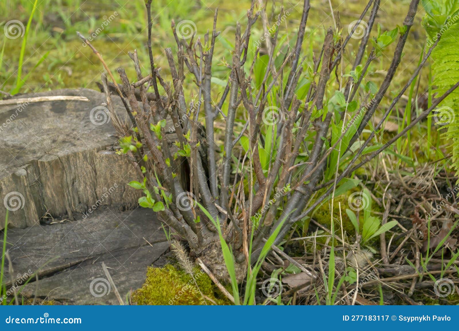 A New Tree Grew from the Stump. a Young Apple Tree Grows from an Old ...