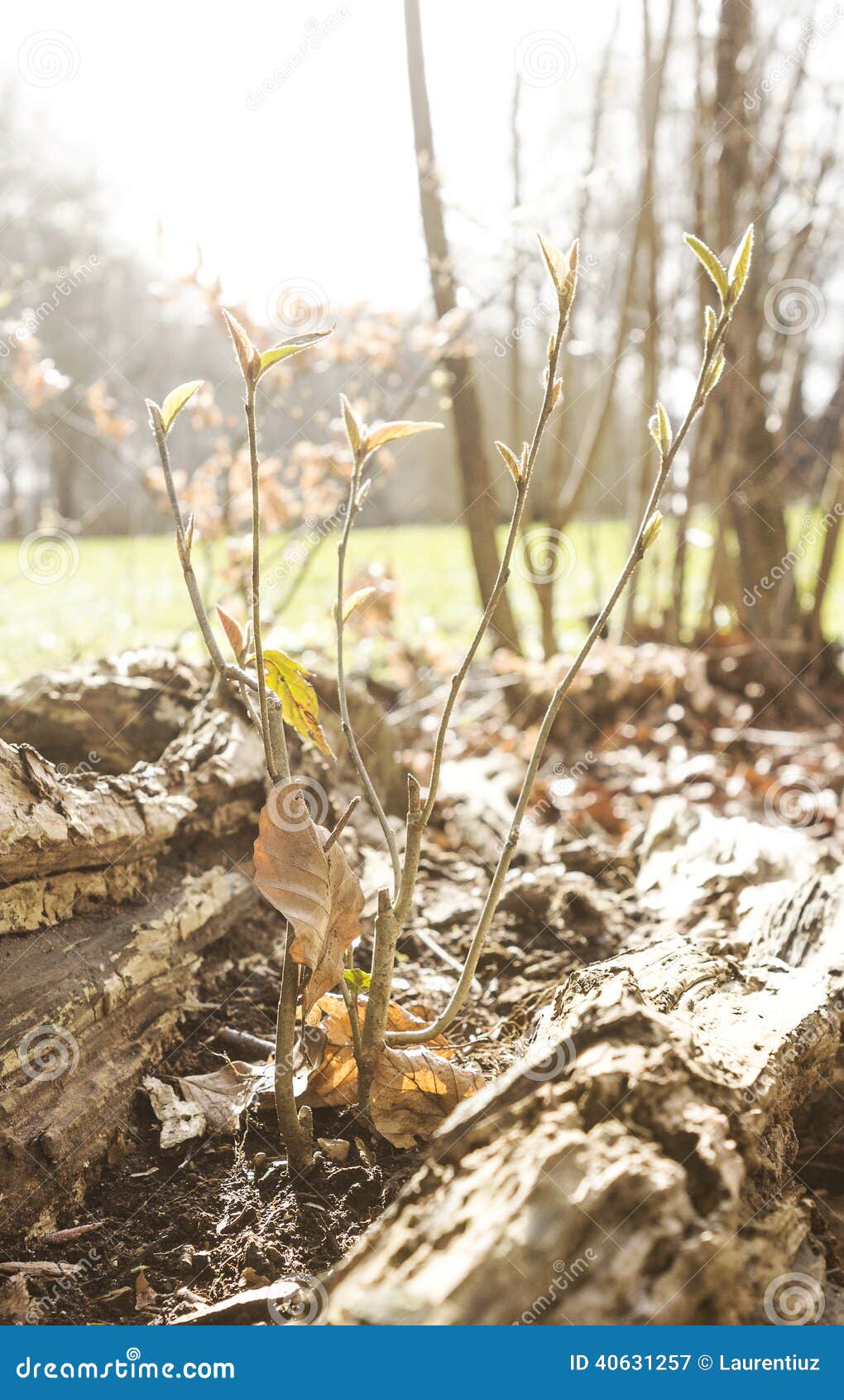 New tree growing old tree stock image. Image of tree - 40631257