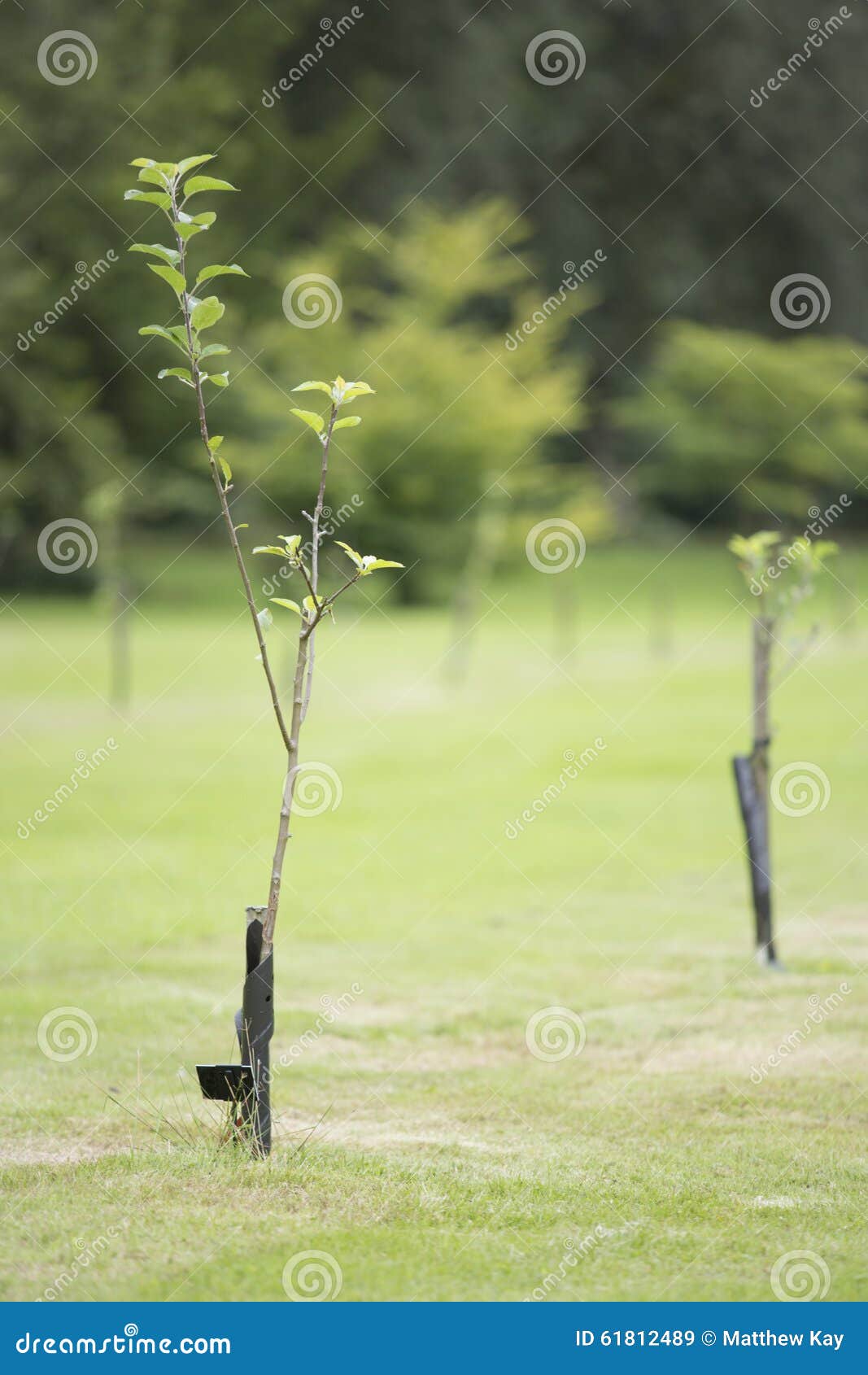 New tree growing strong stock image. Image of season - 61812489