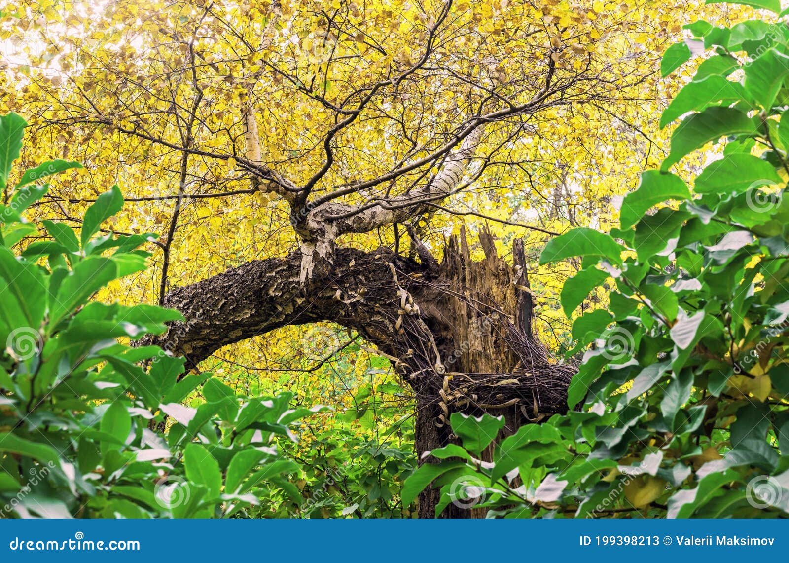 A New Tree Grows from the Broken Trunk of a Birch. New Life of an Old ...