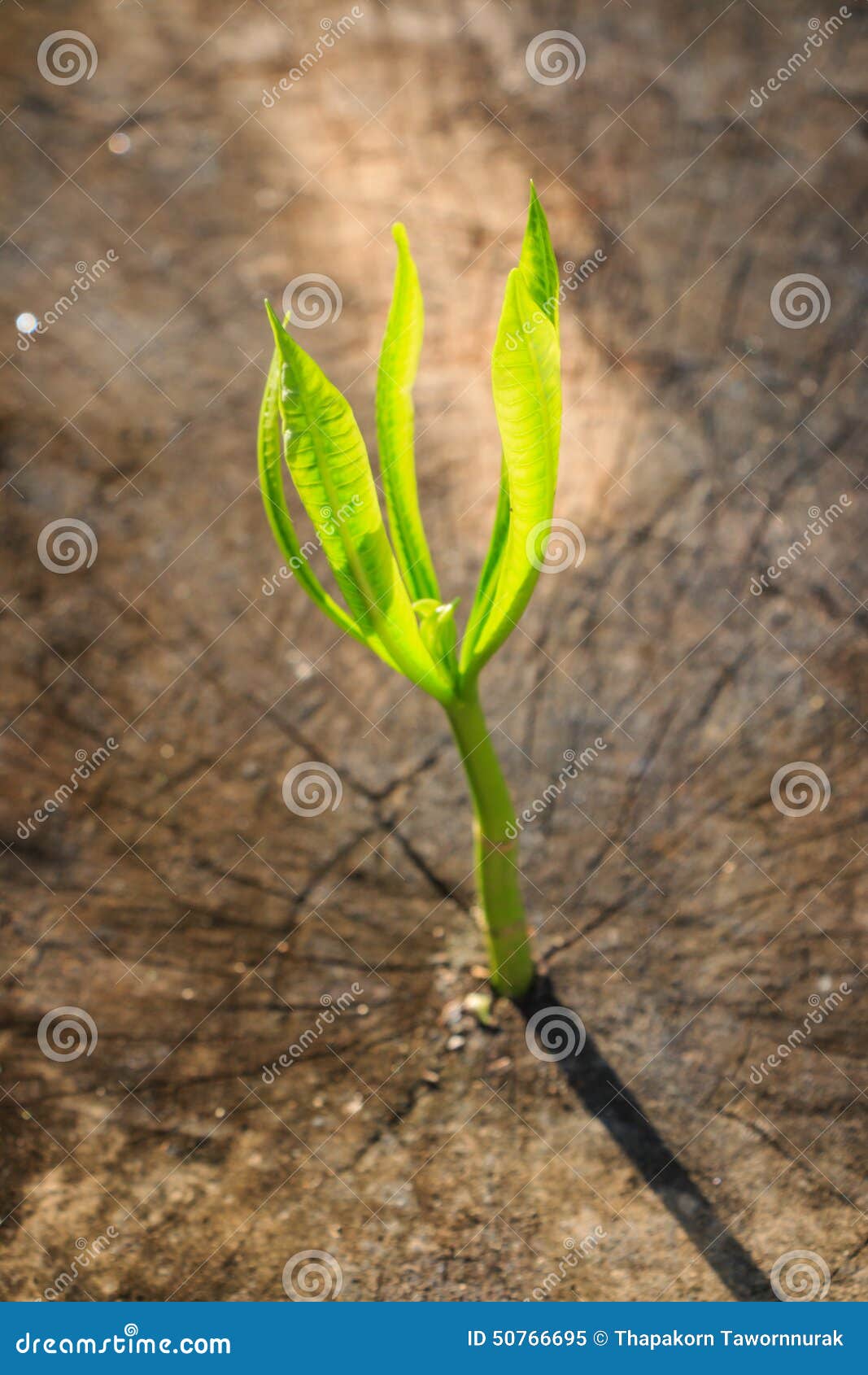 New Tree Growth Up on Dead Tree Stock Image - Image of birth ...