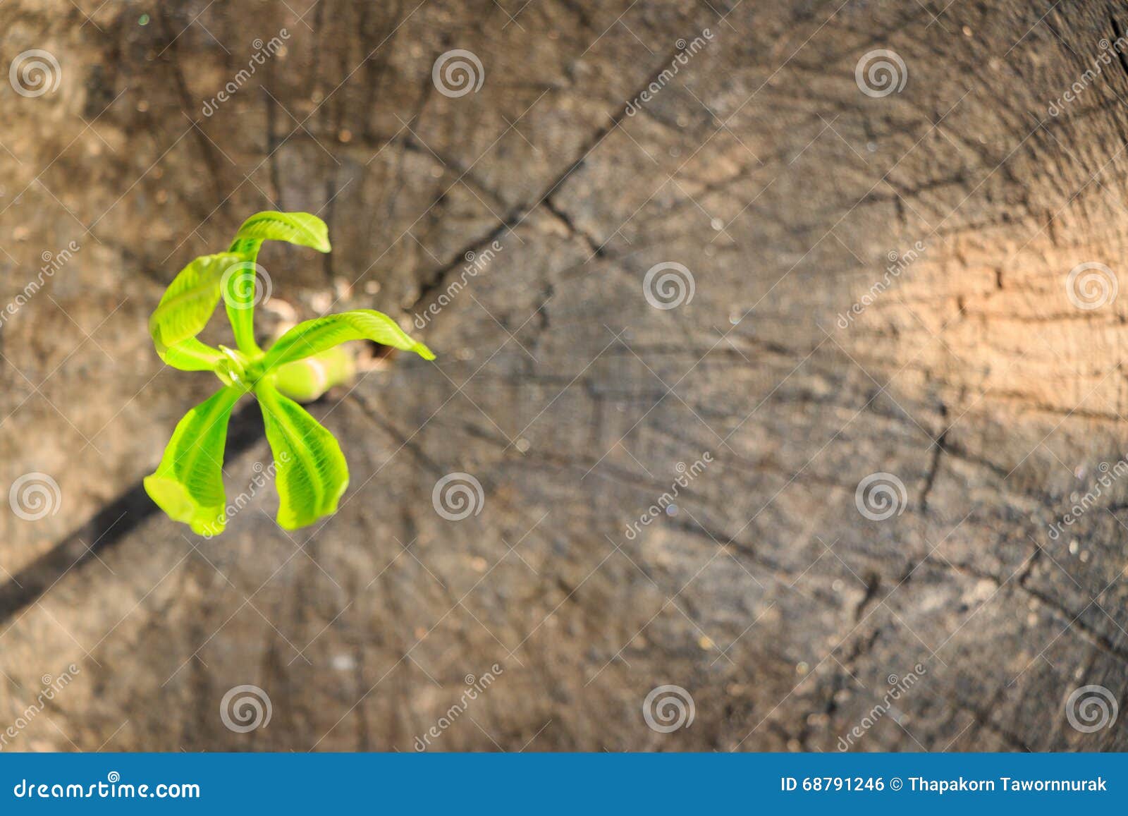 New Tree Growth Up on Dead Tree Stock Photo - Image of leaves, alive ...