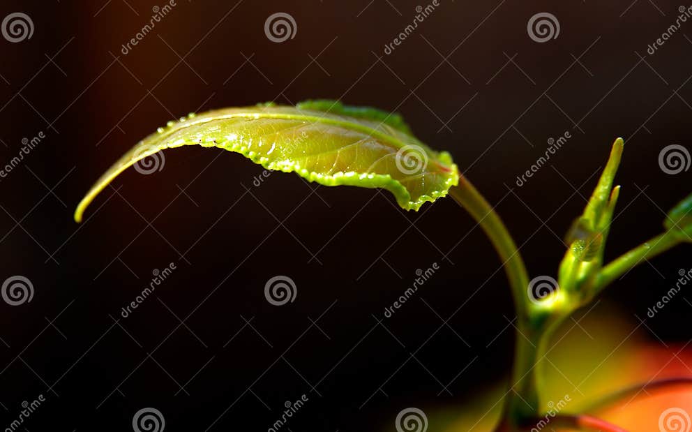New Tree Leaf stock image. Image of garden, close, bush - 823095