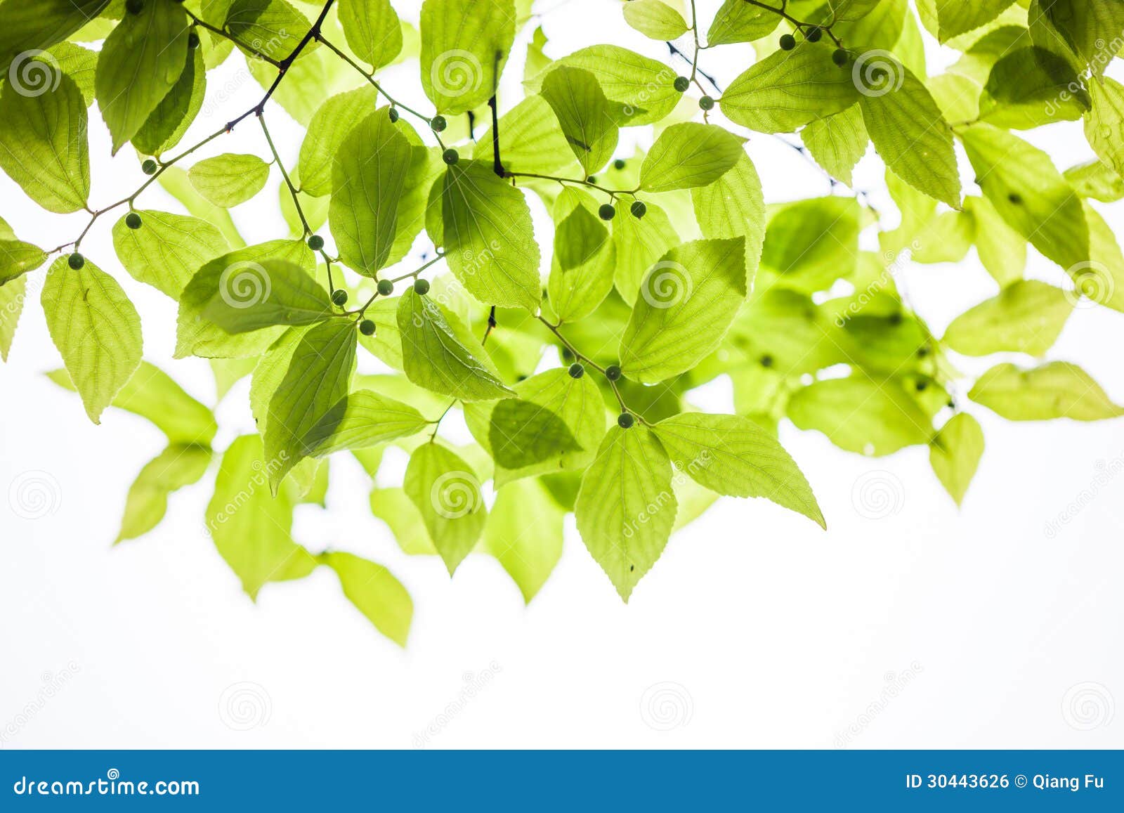 New tree leaves stock photo. Image of green, botanical - 30443626