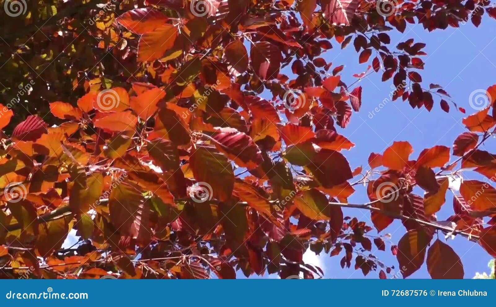 New Tree Leaves Budding in the Spring Stock Footage - Video of organic ...