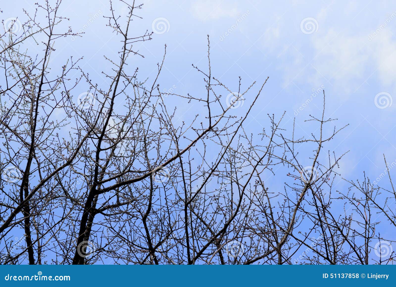 New Tree Leaves Budding in the Spring Stock Photo - Image of branch ...