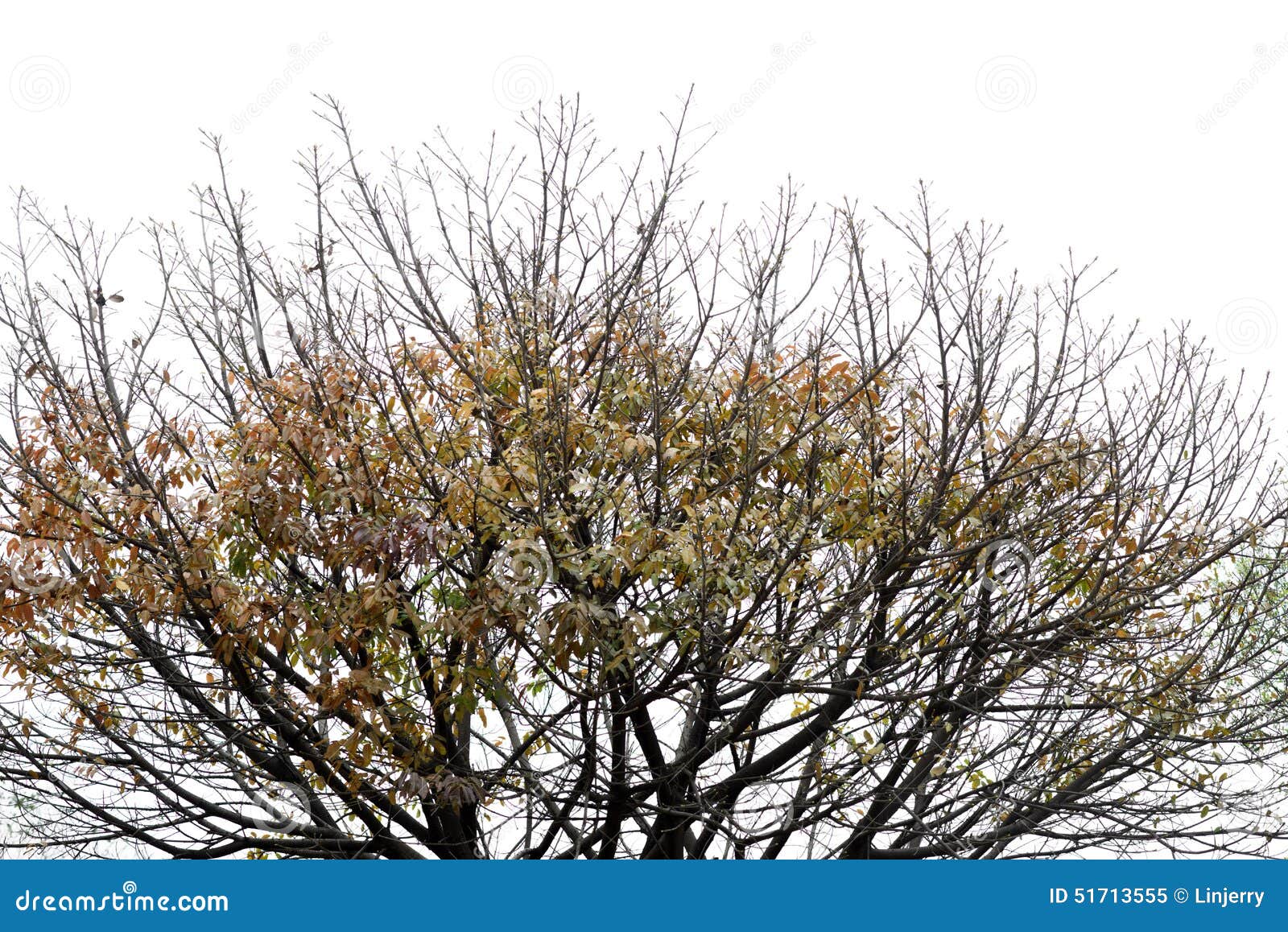 New Tree Leaves Budding in the Spring Stock Image - Image of landscape ...