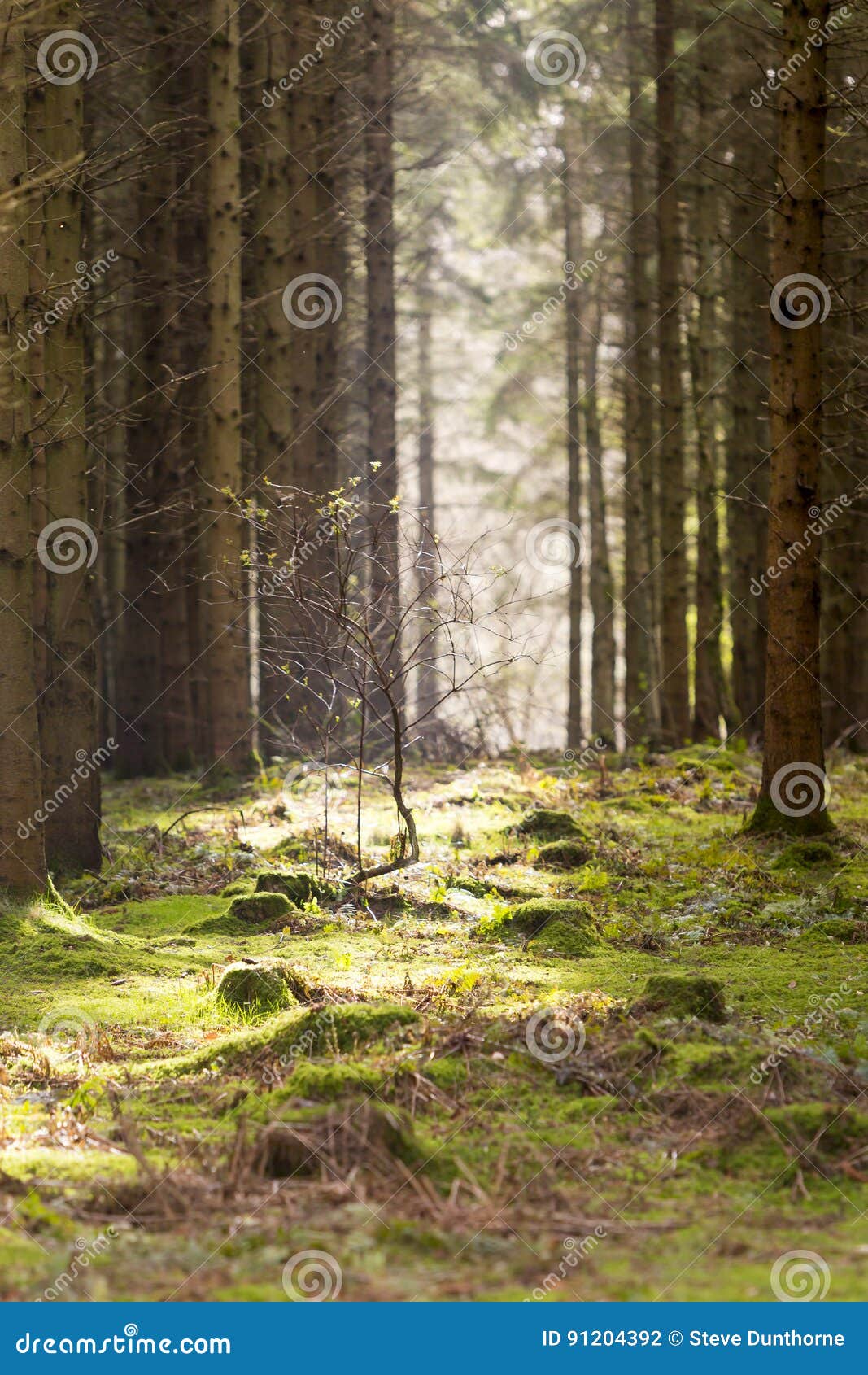 New Tree in Middle of Old Forrest Stock Photo - Image of natural ...