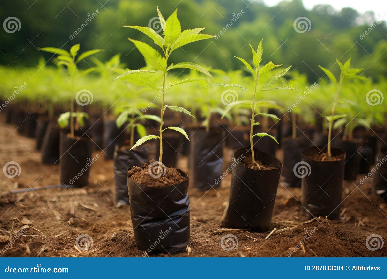 New Tree Saplings Planted for Reforestation Project Stock Illustration ...