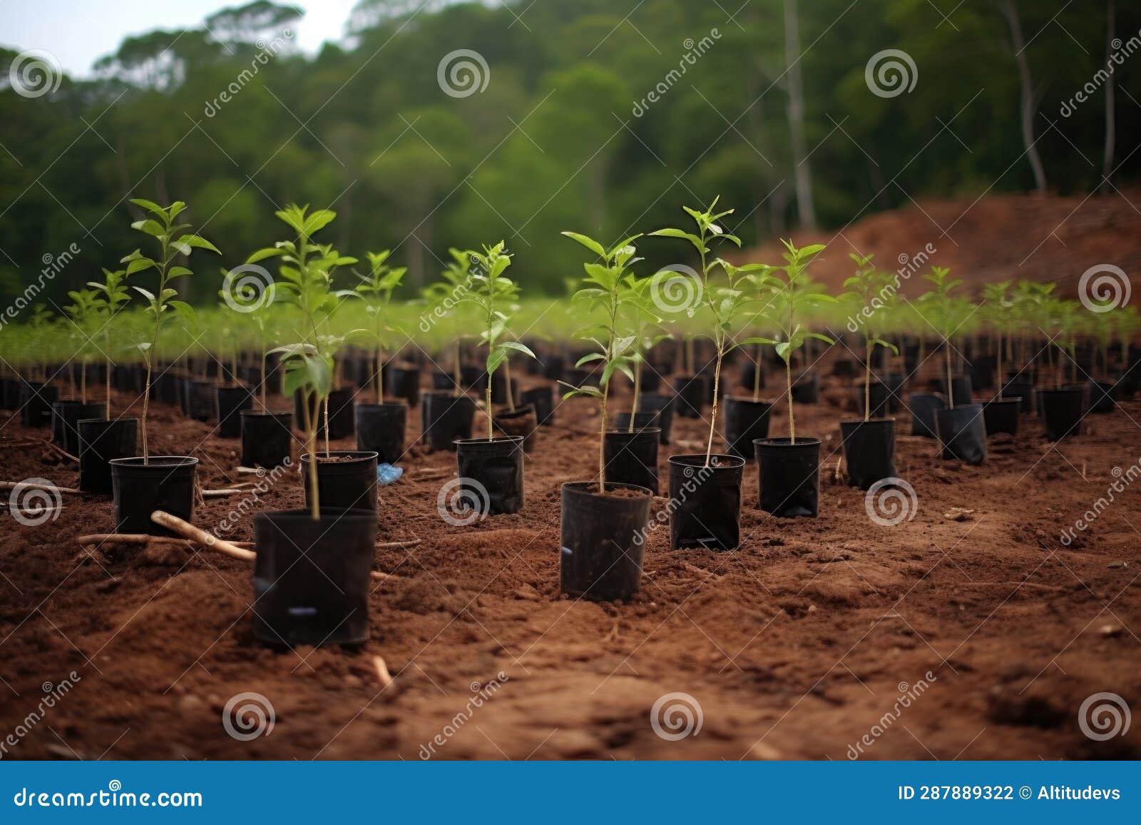 New Tree Saplings Planted for Reforestation Project Stock Illustration ...