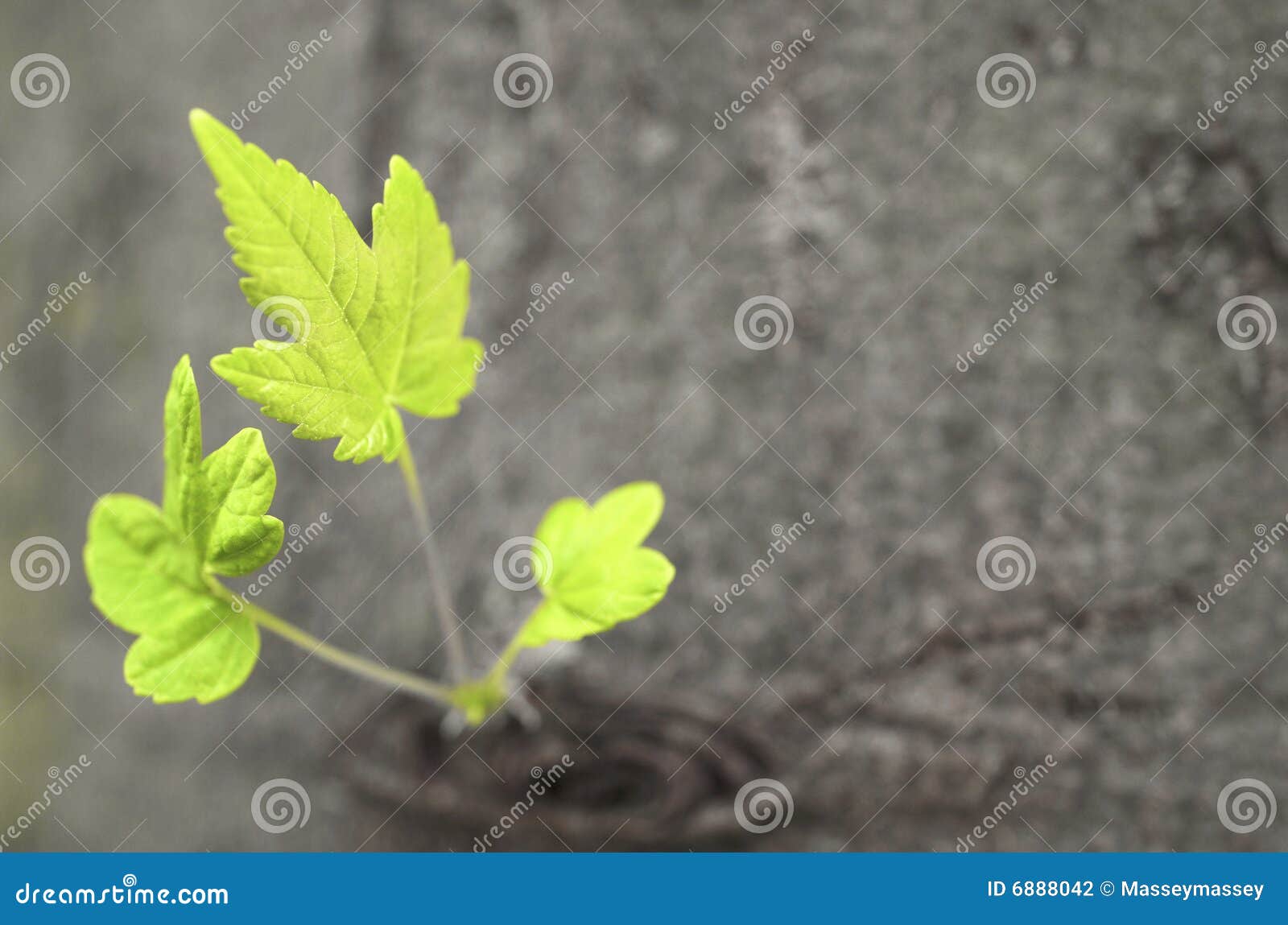 New tree shoots stock photo. Image of trunk, green, leaves - 6888042