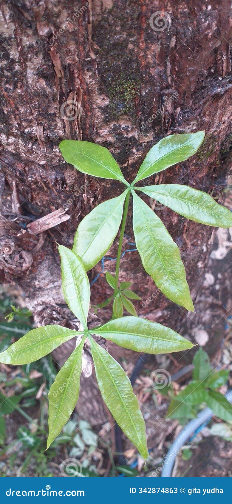 New Tree Shoots Growing on a Tree Trunk Stock Image - Image of trunk ...