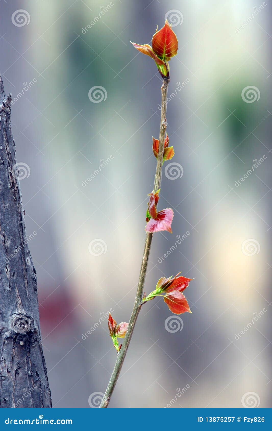 New trees leaf stock image. Image of closeup, forestry - 13875257
