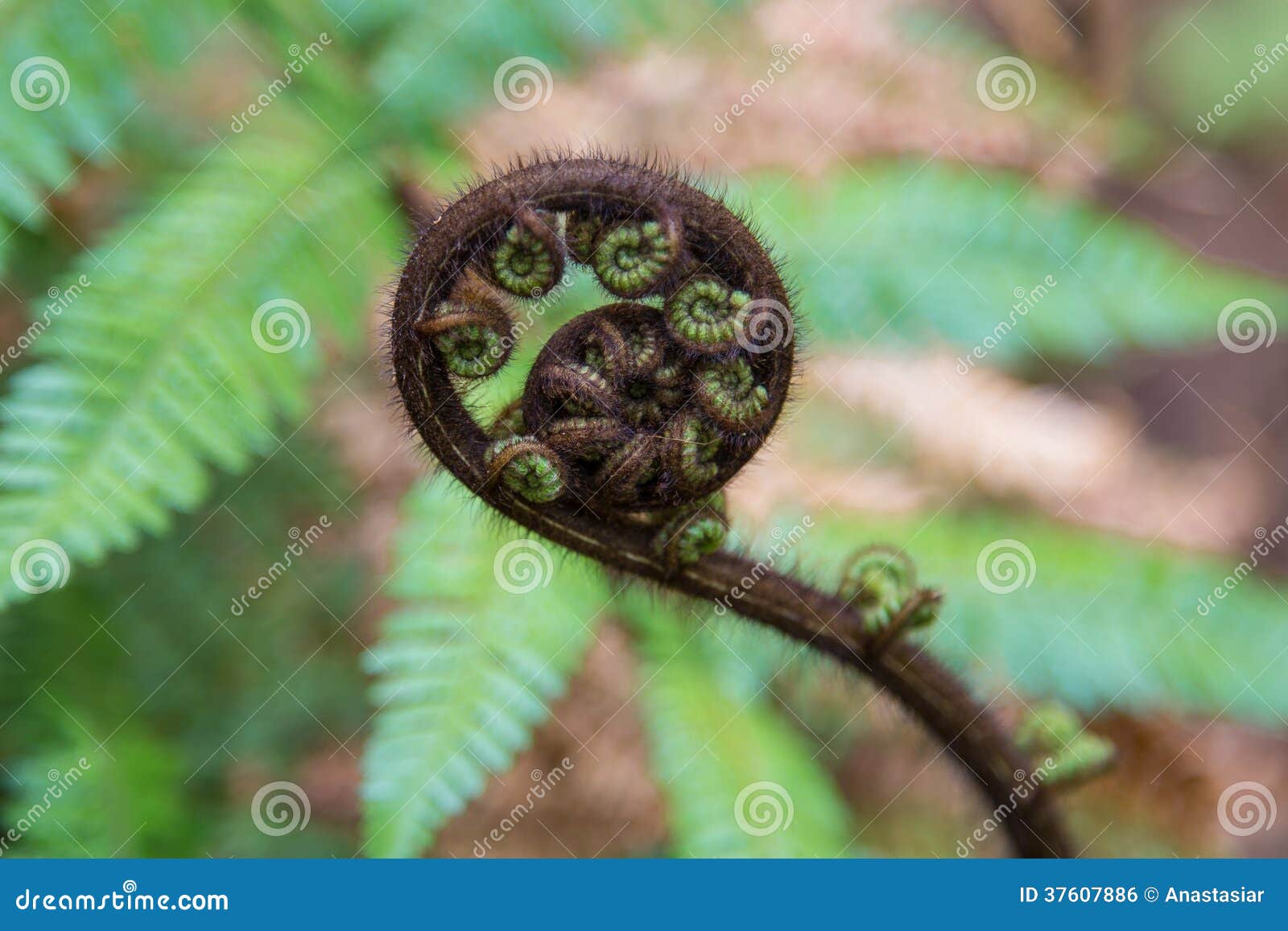 New unfurling fern frond stock photo. Image of green - 37607886