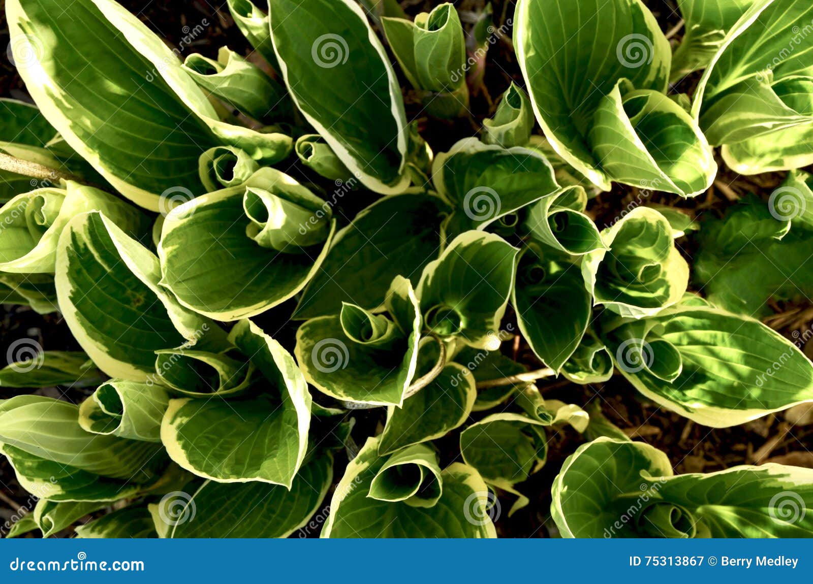 New Variegated Hostas Viewed from Above Stock Image - Image of hostas ...