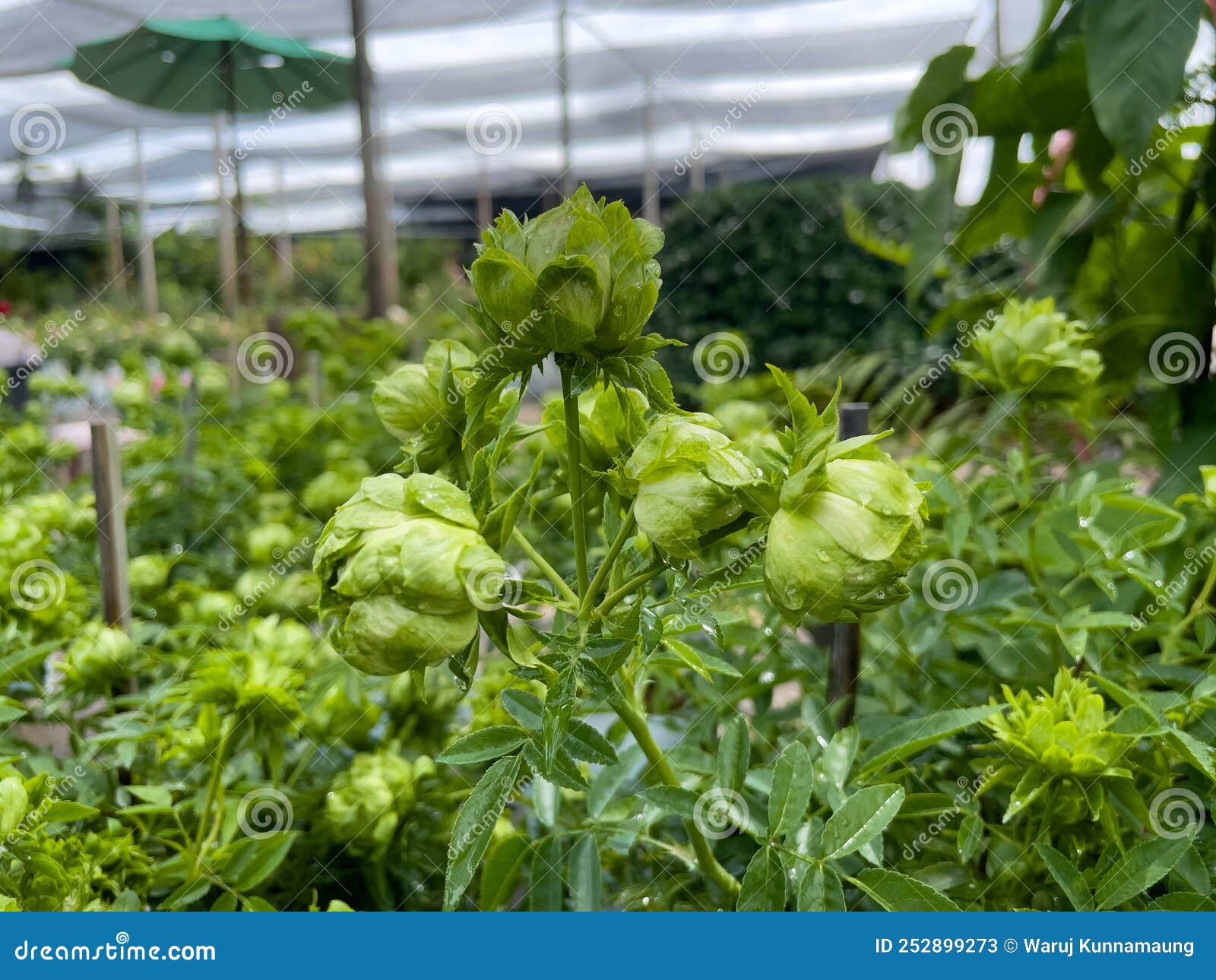 New Varieties of Green Rose Bushes. Stock Image - Image of wildflower ...