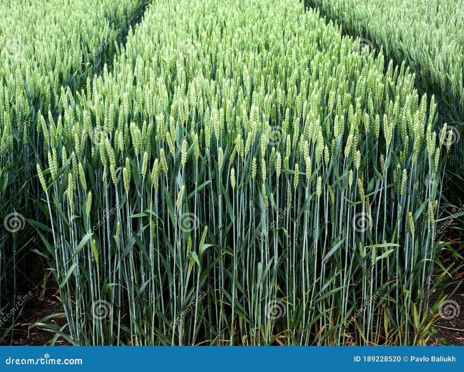 Demo Sectors of New Varieties in Winter Wheat Stock Photo - Image of ...