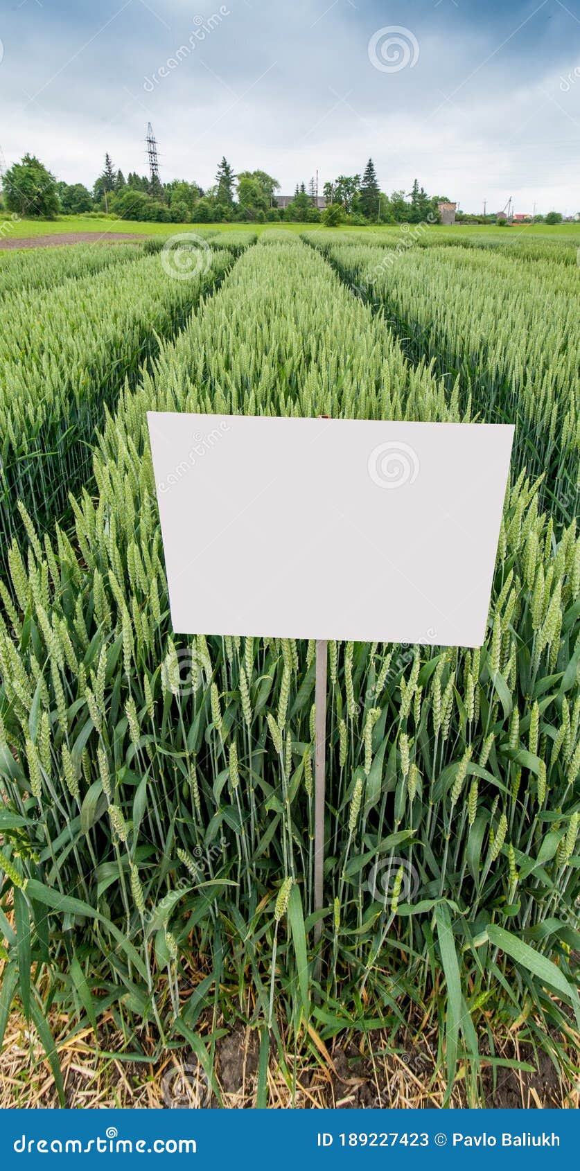 Varieties of Winter Wheat, Sectors Demo Plots with Pointers Stock Image ...