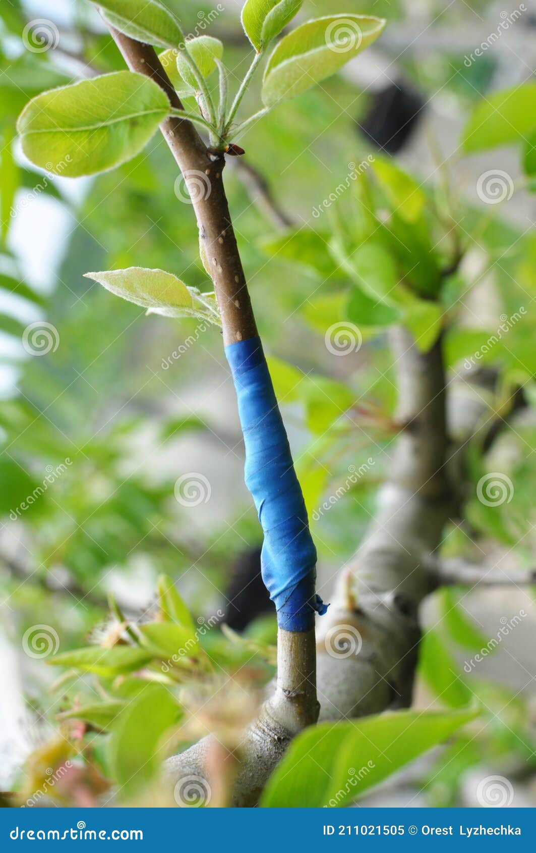 A Branch of a Fruit Tree with a Grafted New Variety Stock Image - Image ...