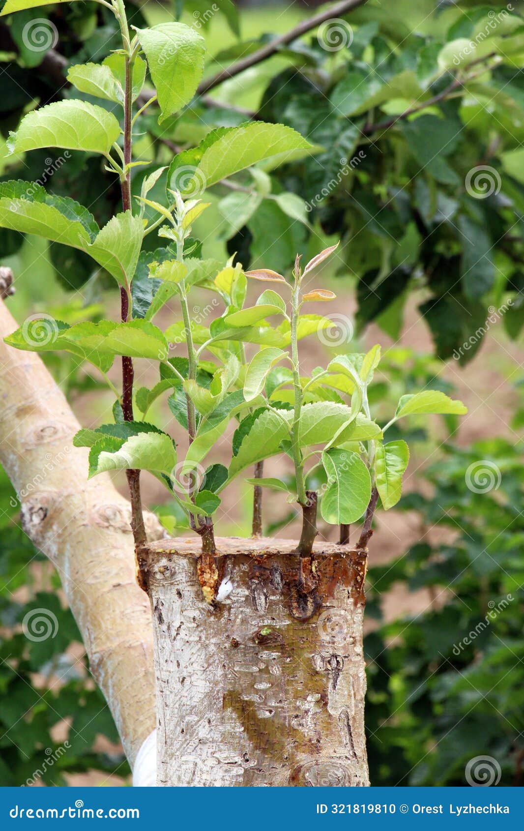 A Branch of a Fruit Tree with a Grafted New Variety Stock Photo - Image ...