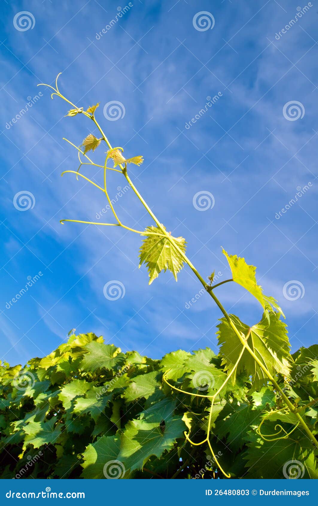 New Vine growth stock image. Image of branch, green, vineyard - 26480803