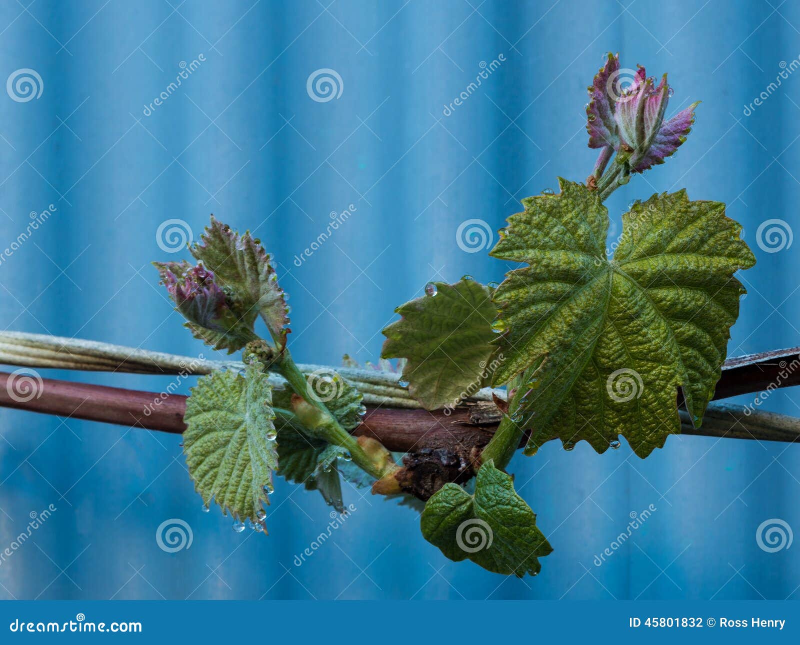 New Vine Growth stock photo. Image of garden, spring - 45801832