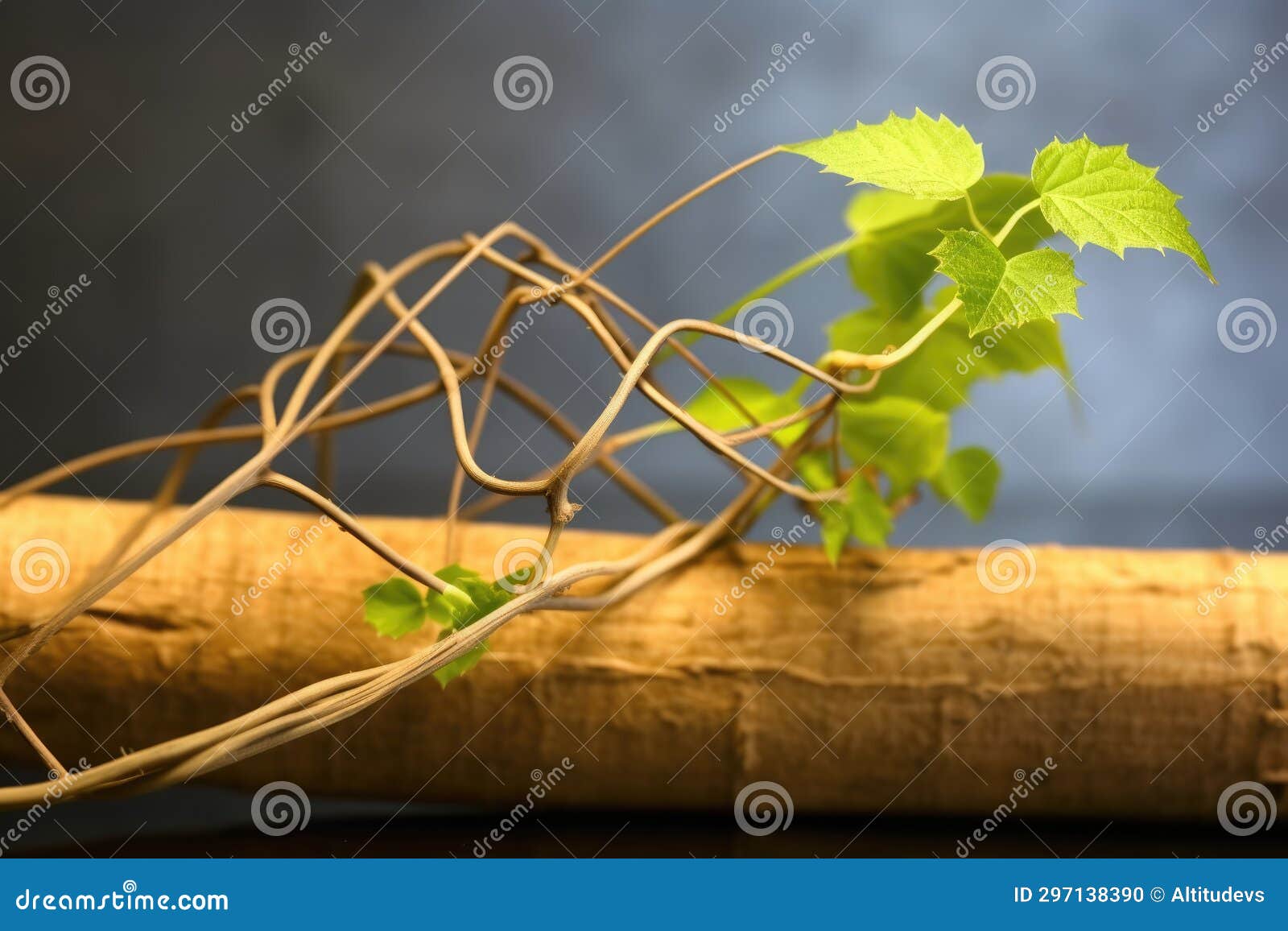 New Vine Shoots Sprouting from a Cane Stock Photo - Image of vine ...