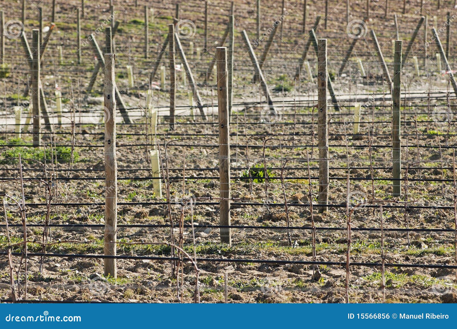 New vineyard stock photo. Image of mediterranean, grapevine - 15566856