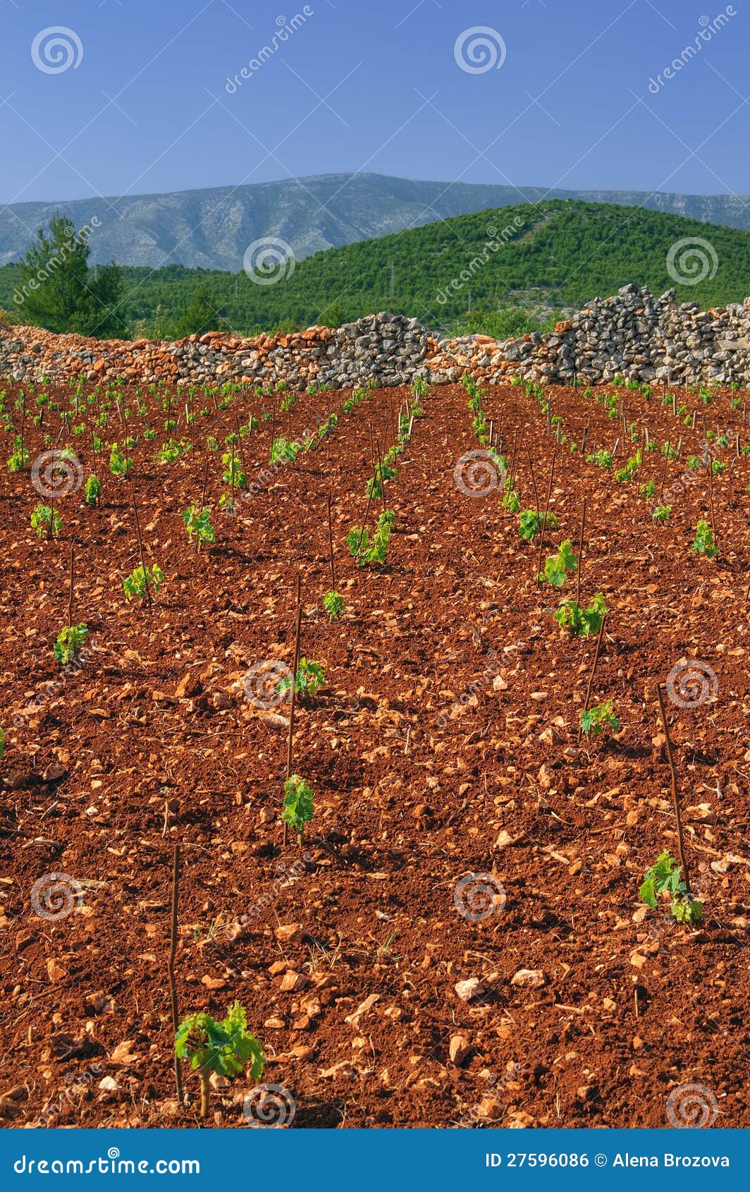 New Vineyards, North of Hvar Island Stock Photo - Image of hvar, blue ...